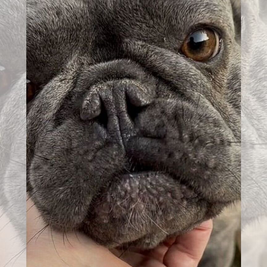 Французский бульдог, взрослая собака