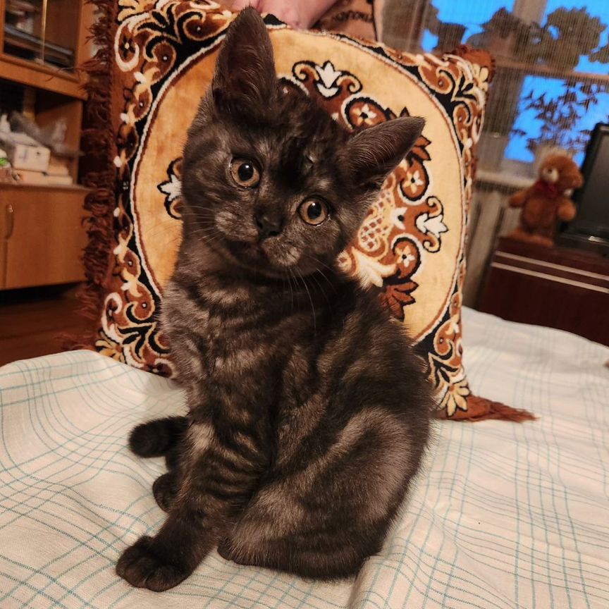 Шотландская