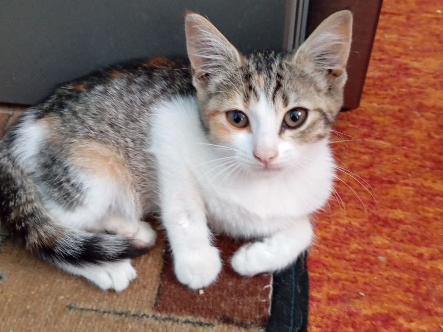 Кошка дворовая
