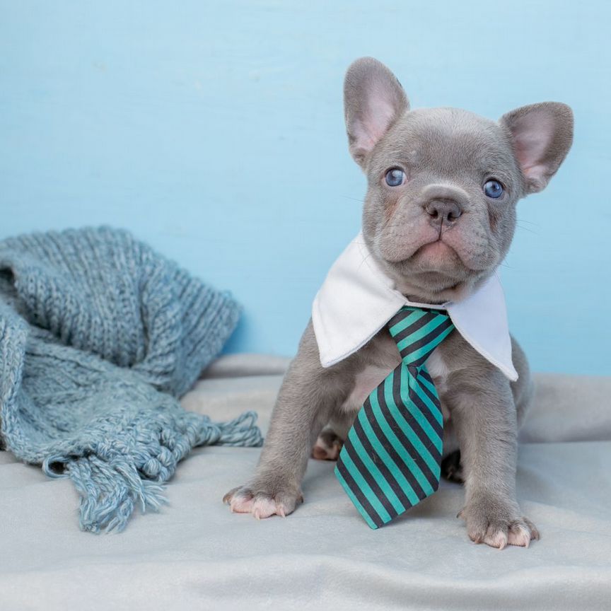 Французский бульдог, щенок