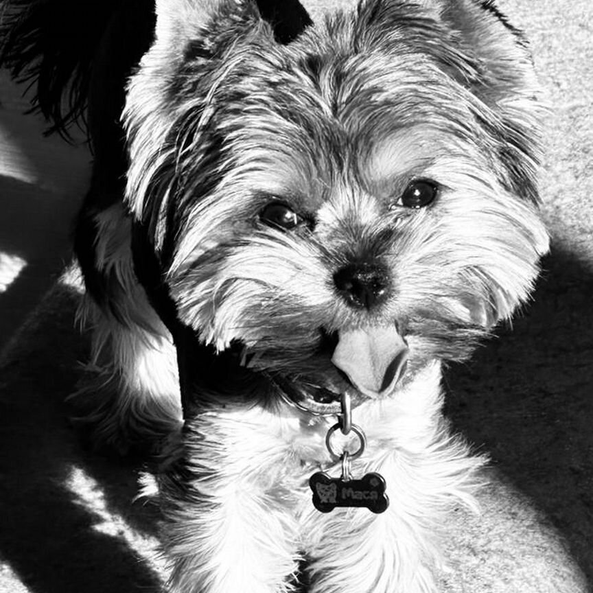 Йоркширский терьер