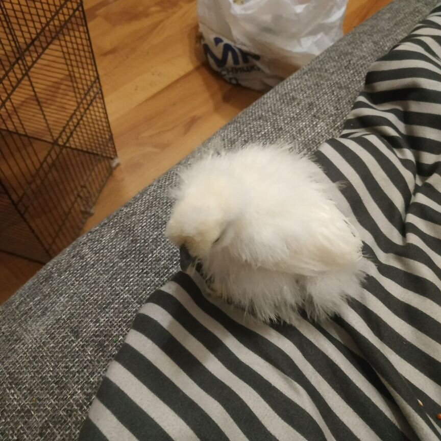 Цыплëнок шëлковой курицы