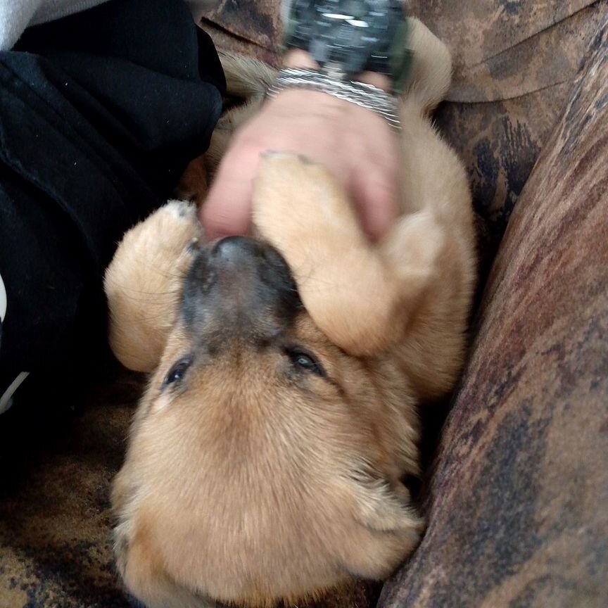 Щенок бельгийской овчарки