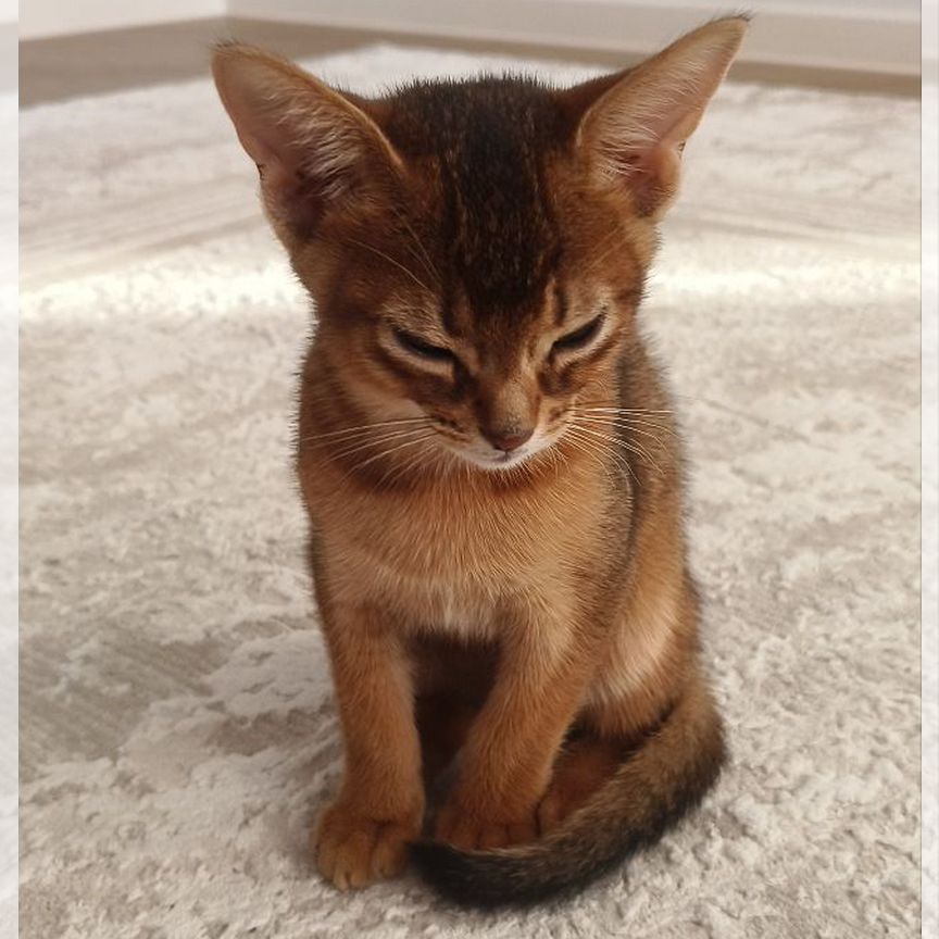 Абиссинский котёнок