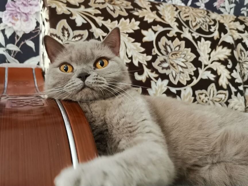Британская кошка бесплатно