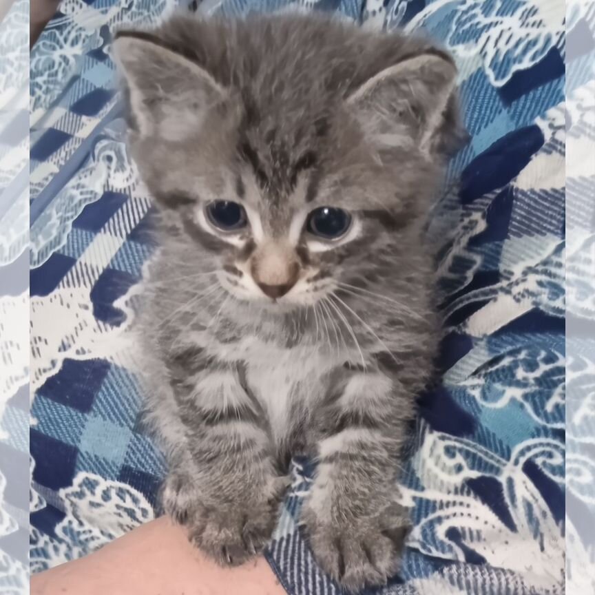 Котёнок в добрые руки