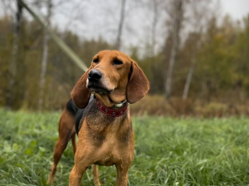Метис гончей ищет дом