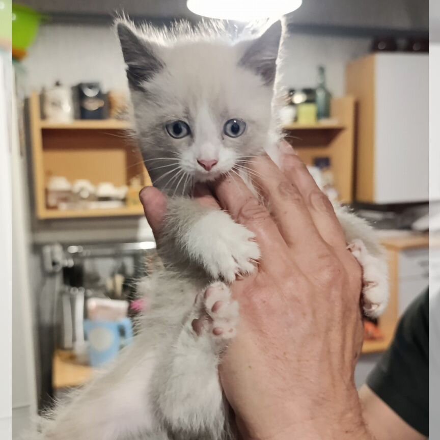 Котёнок в добрые руки