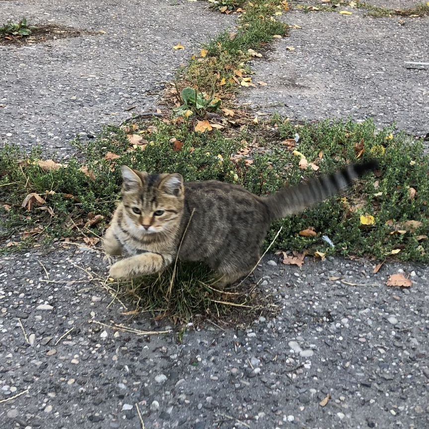 Котенок мальчишка