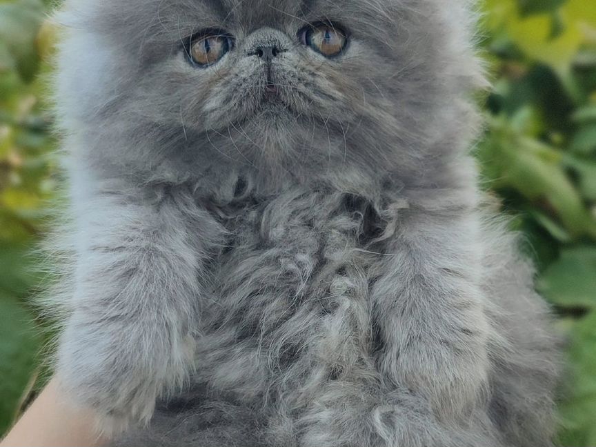 Персидская шикарная девочка