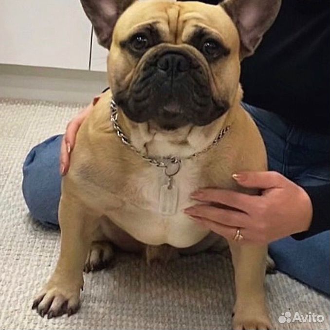 Вязка французкого бульдога