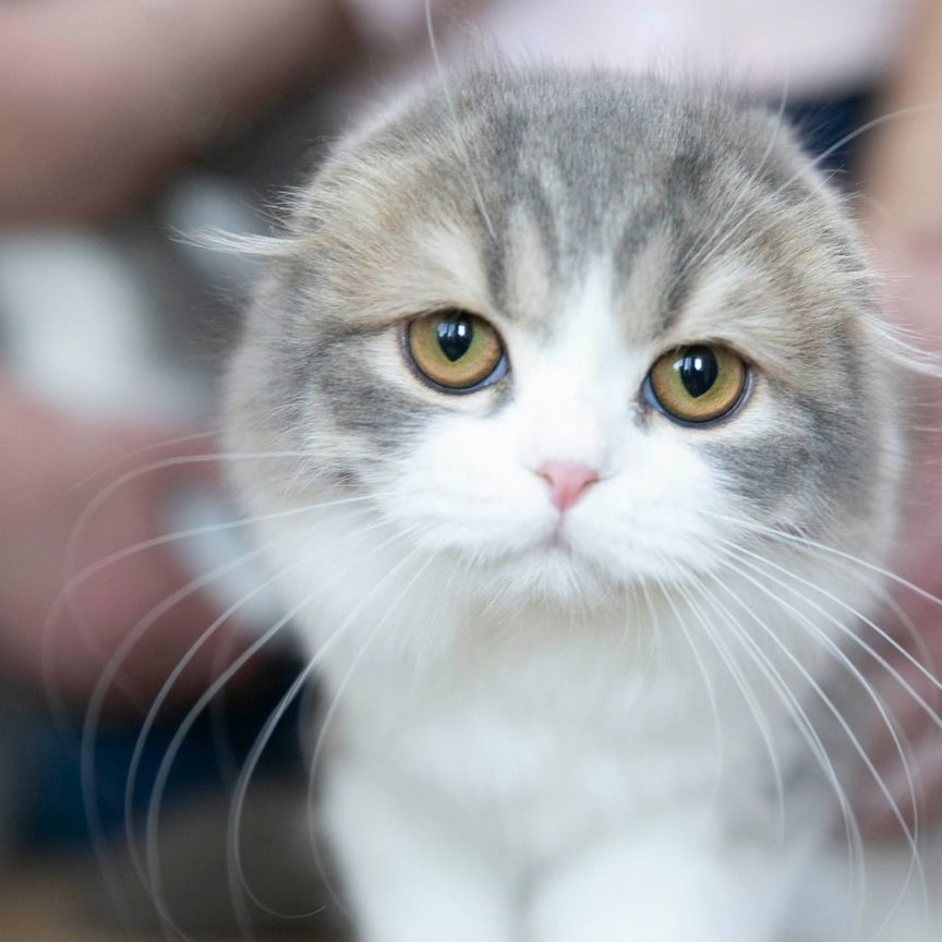 Шотландский вислоухий длинношёрстный котёнок