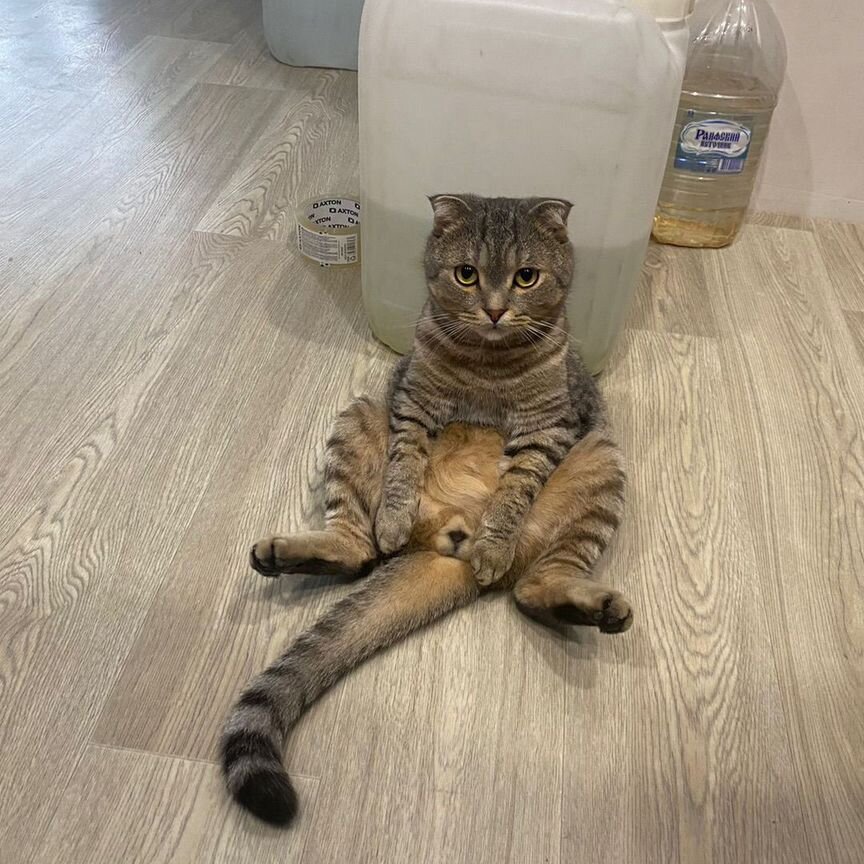 Кот в добрые руки