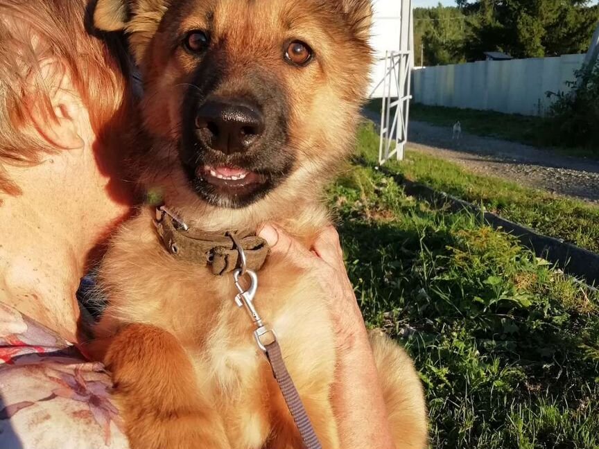 Щенок, девочка, дворняжка