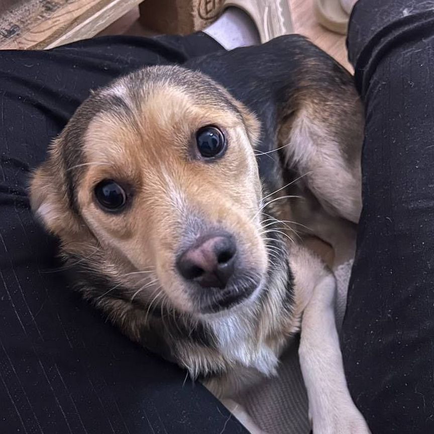 Щенок в добрые руки