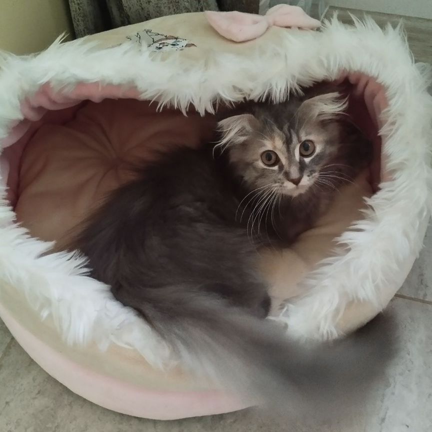 Шотландская вислоухая кошка москва