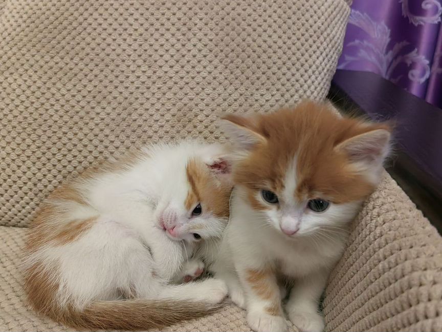Котята рыжие бесплатно