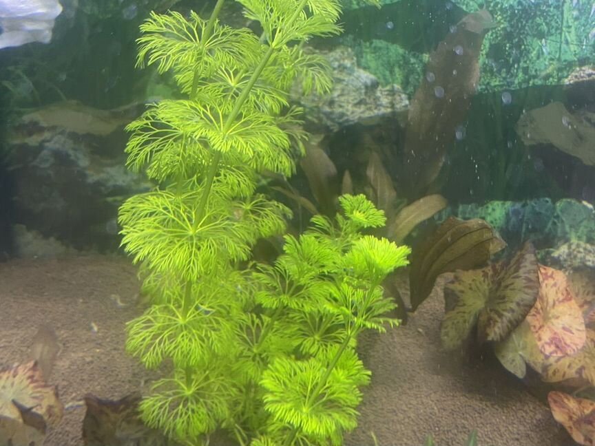 Аквариумные растения