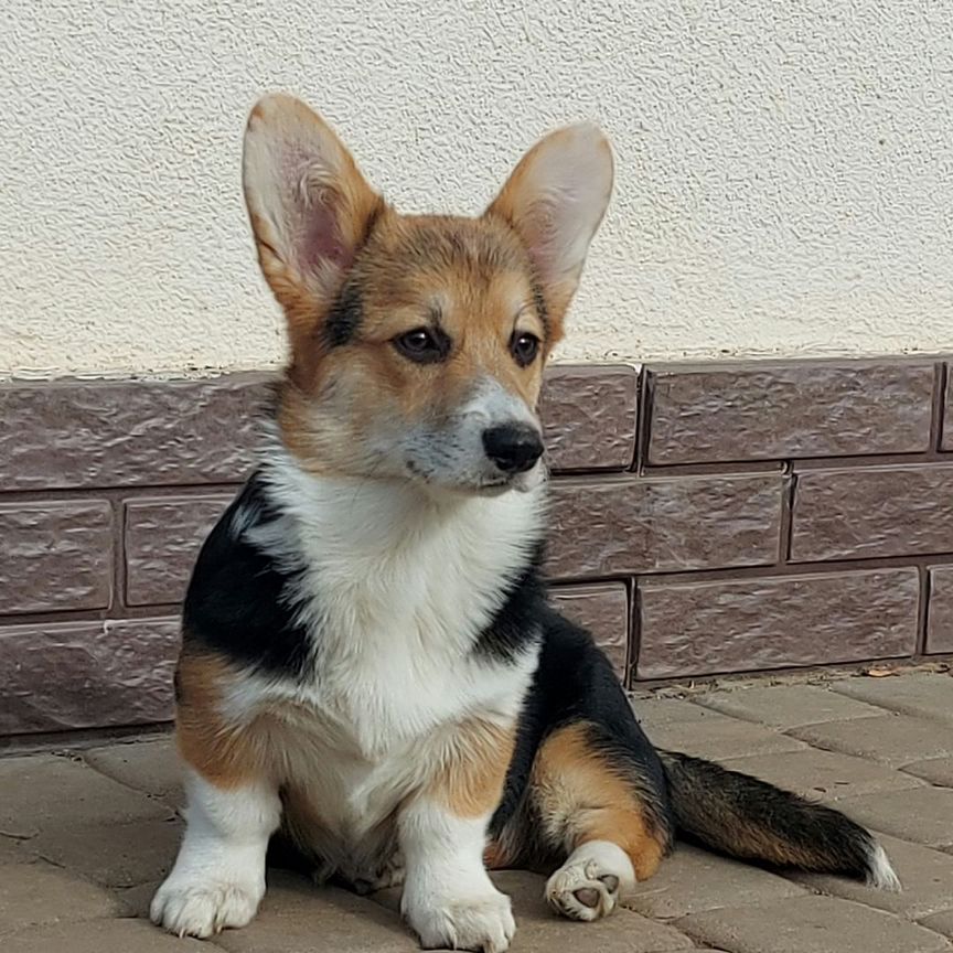 Вельш-корги пемброк "Черничка"