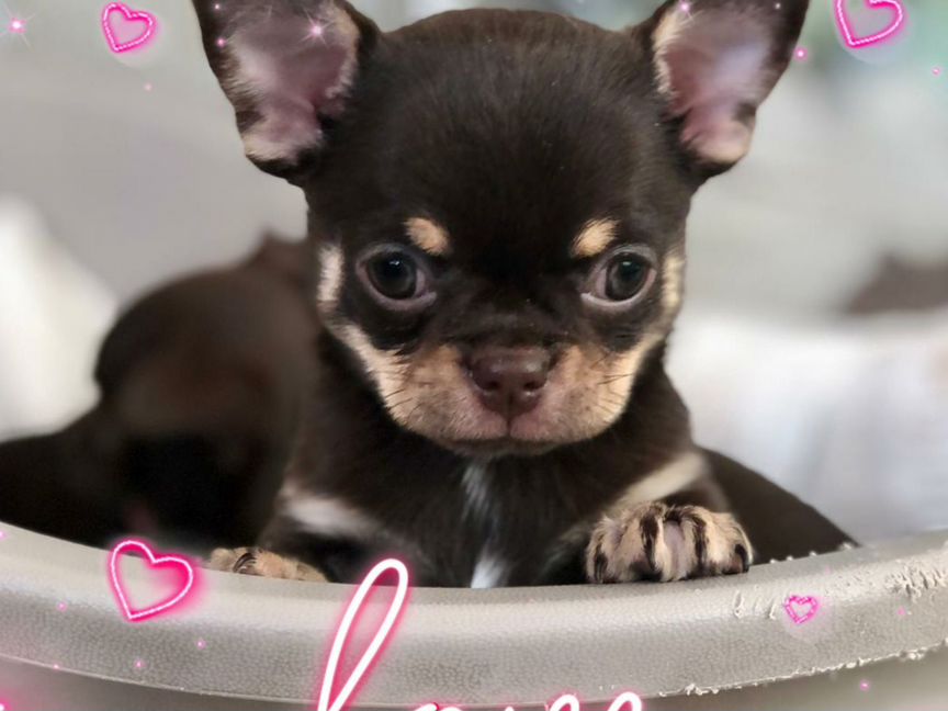 Щенки чихуахуа девочки шоколад, черный мальчик