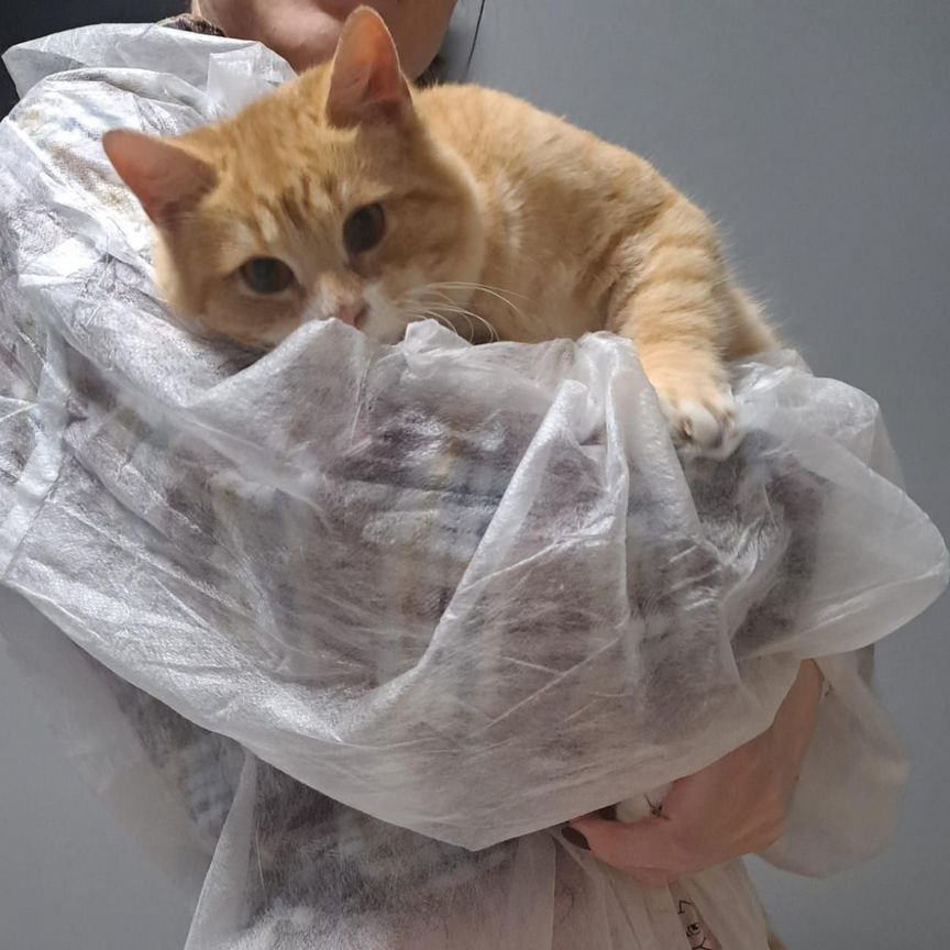 Котенок бесплатно