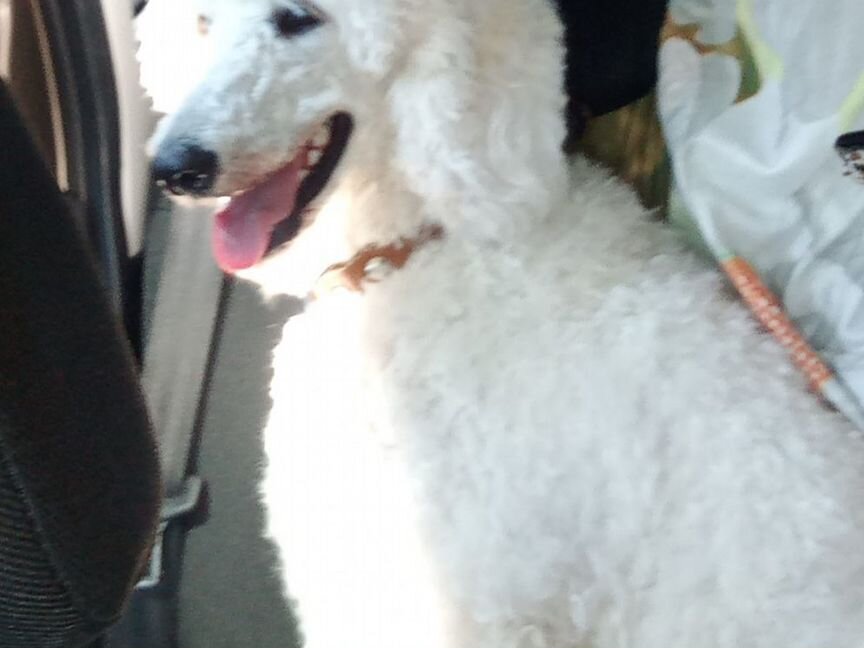 Продам щенка королевского пуделя