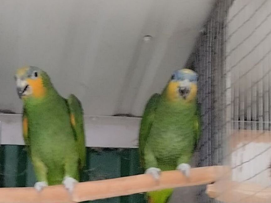 Амазоны (пара для разведения)