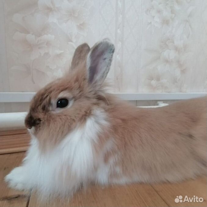 Карликовый кролик рыжий