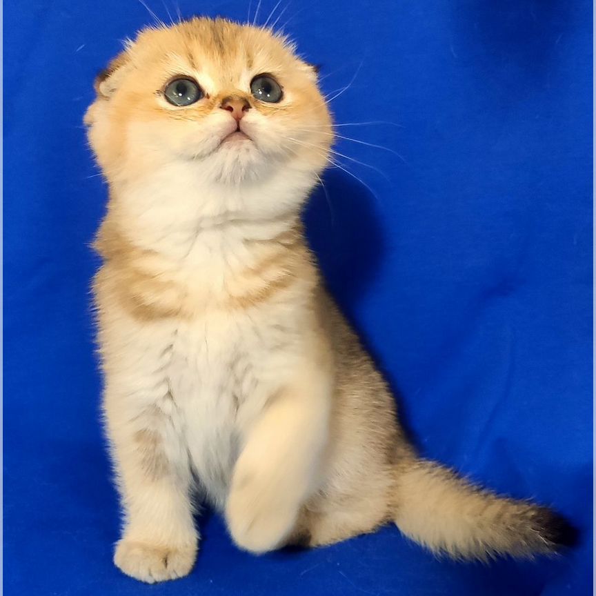 Шотландские вислоухие котята