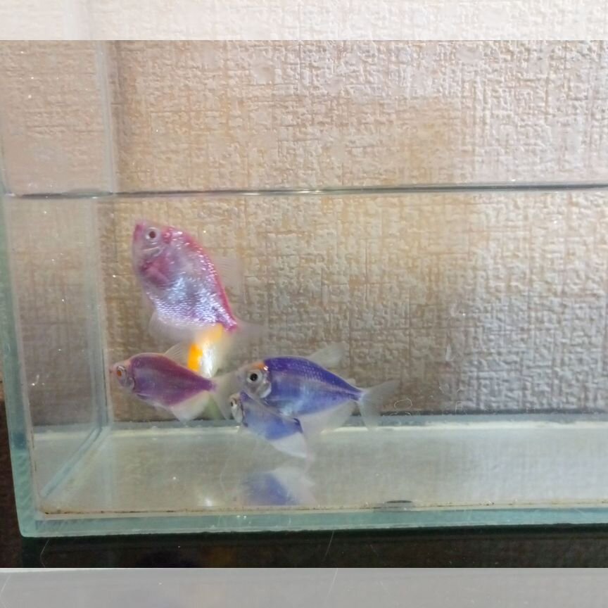 Аквариумные рыбки