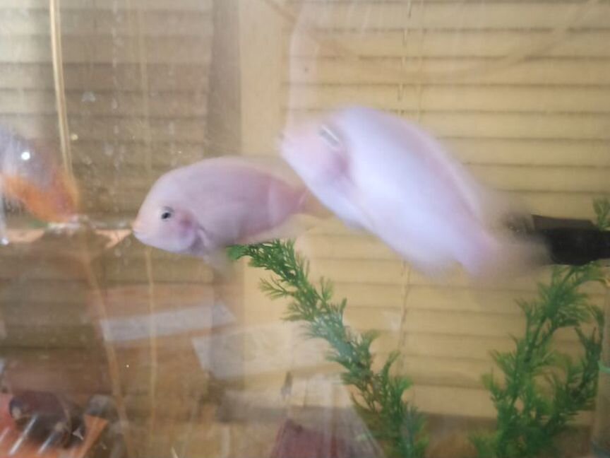 Африкан цихлида светлороз (фламинго) - остал 1 шт