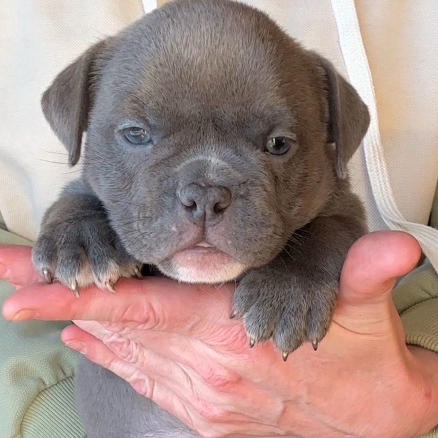 Американский булли, щенок