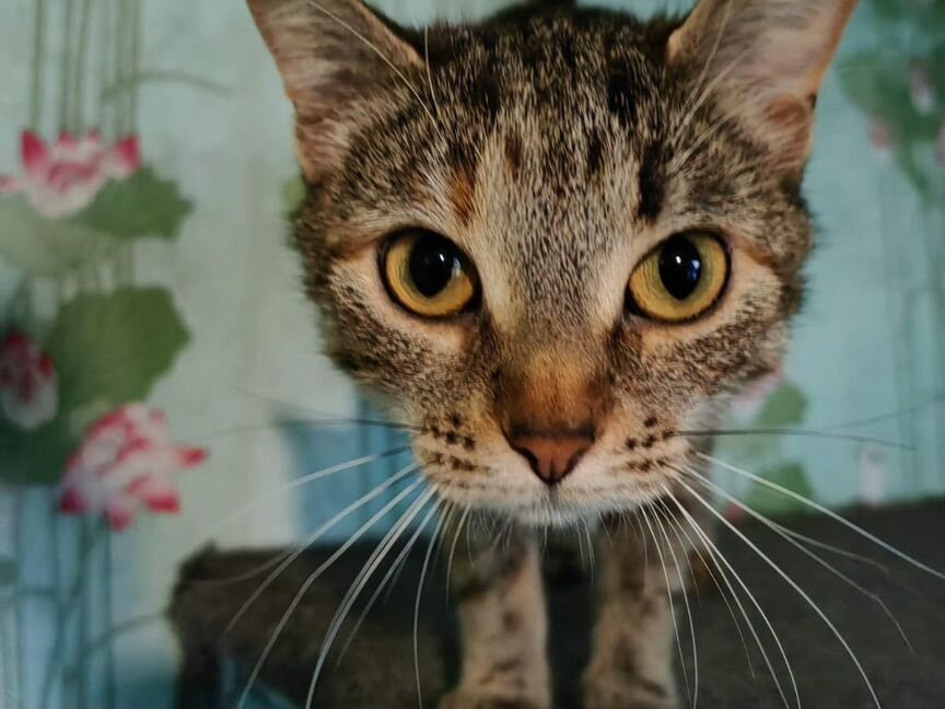 Кошка Анфиса в добрые ручки, приют