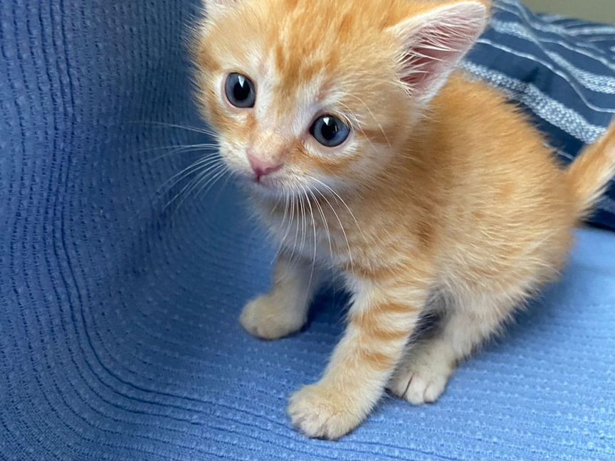 Рыжий котенок мальчик