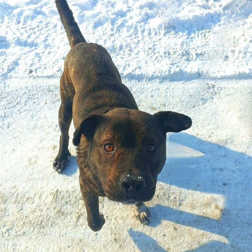 Отдается в добрые и заботливые руки