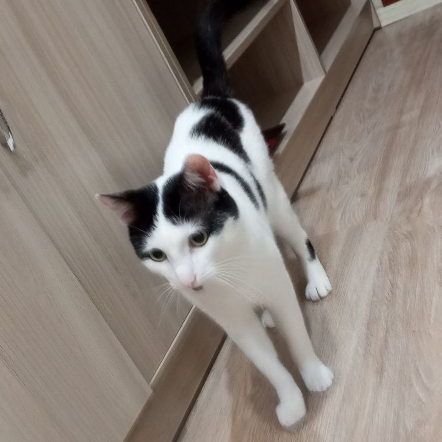 Отдаю бесплатно котика