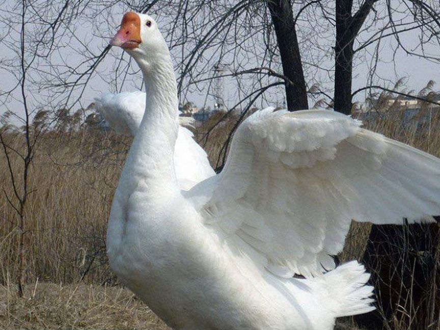Гуси
