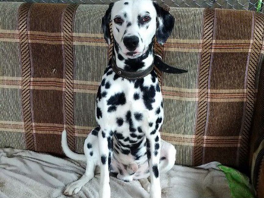 Далматинец. Вязка