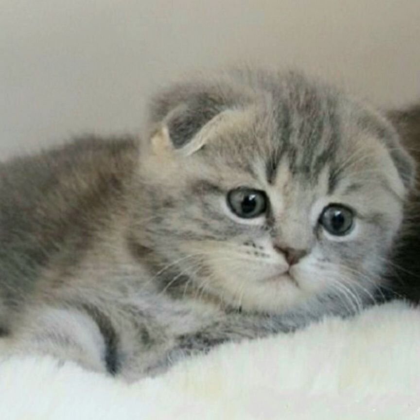 Вислоухие красотки) окрас Табби