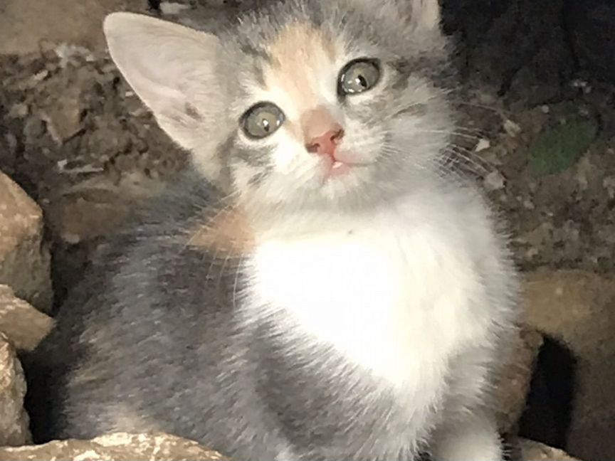 Котенок девочка