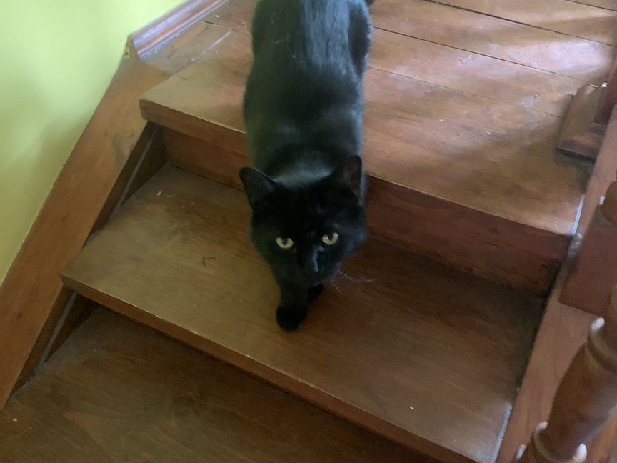 Хорошего кота марсик