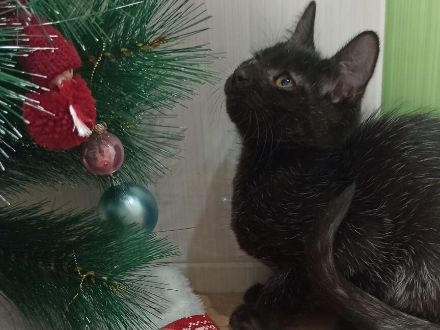 SOS котик котенок Mяугли - подвальный спасеныш