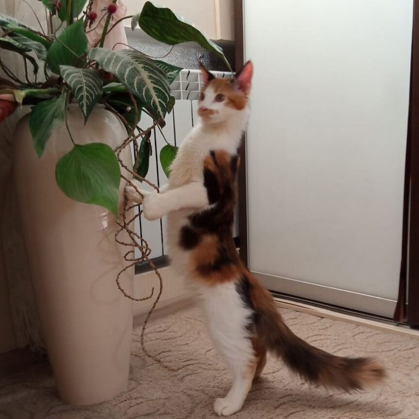 Ласкуши мейн-кун полики 6/6/6/6