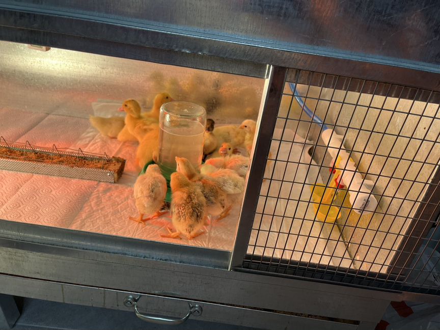 Мускусные утята индоутки продажа