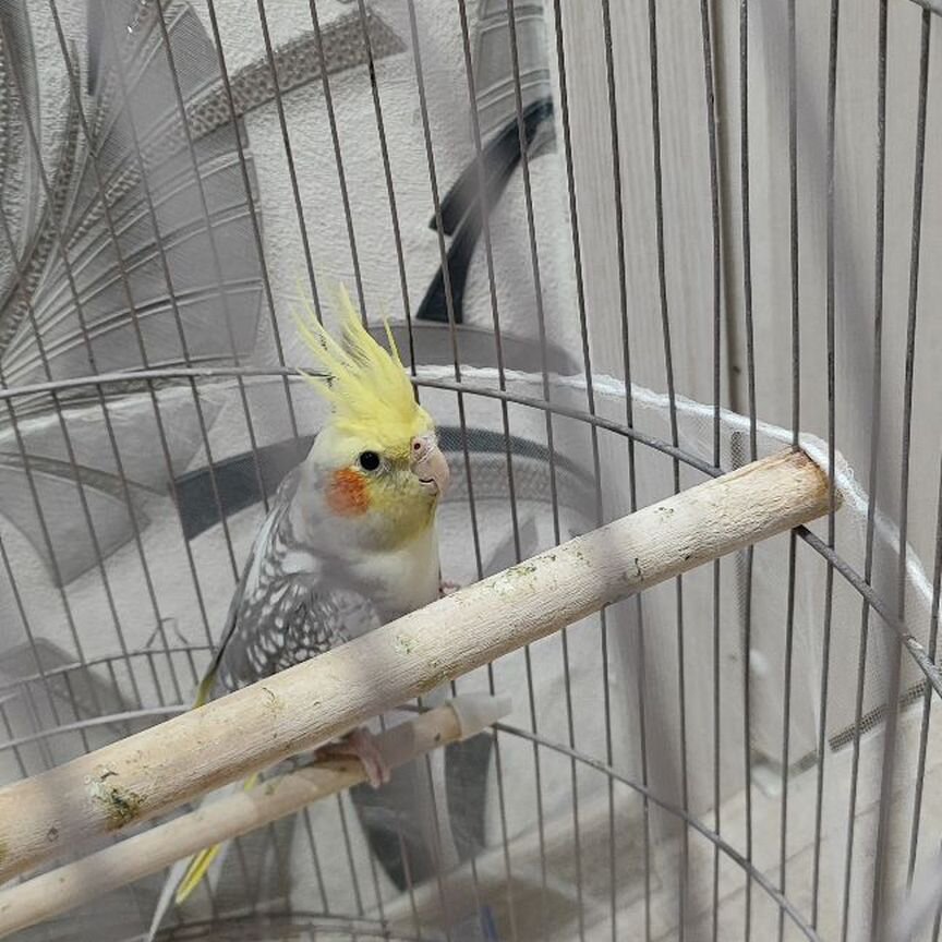 Попугай корелла