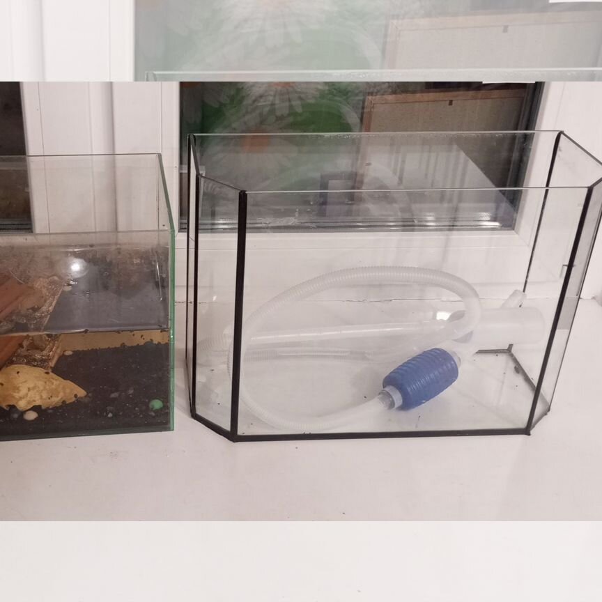 Два аквариума с сомиком