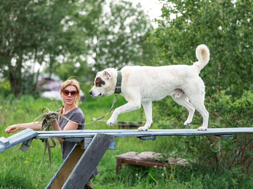 Собака-компаньон-охранник для всей семьи