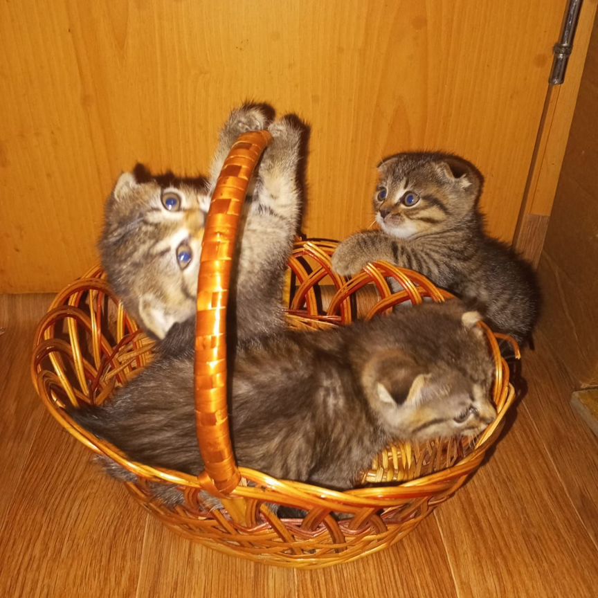 Котята вислоухие метисы