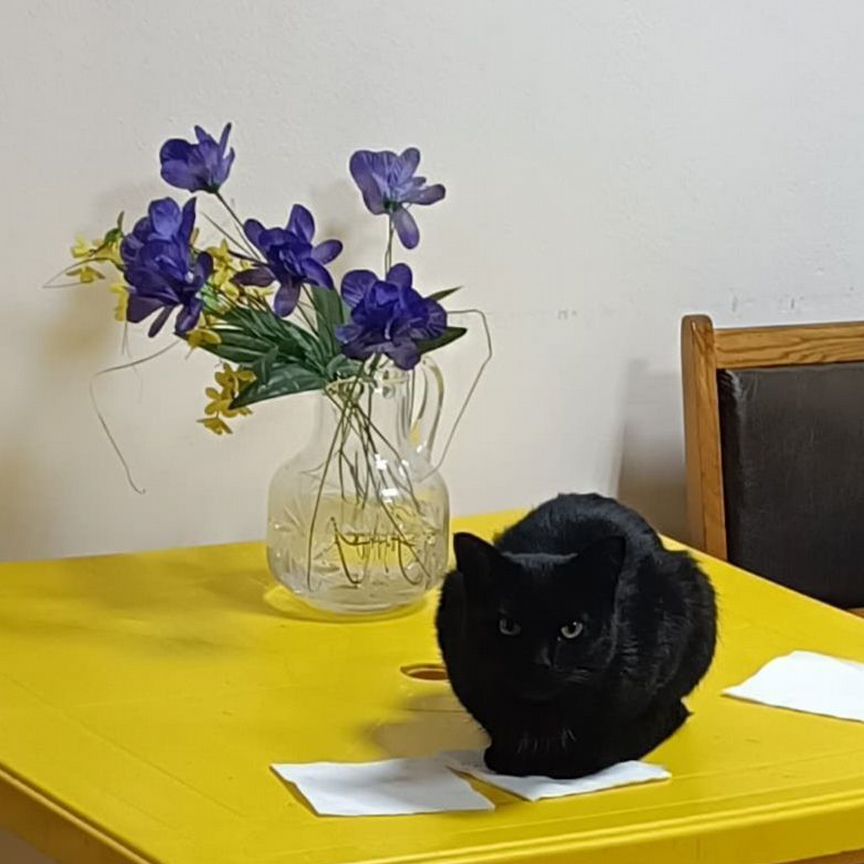 Отдам в добрые руки