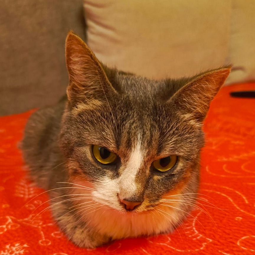 Маленькая кошечка ищет дом и хозяина